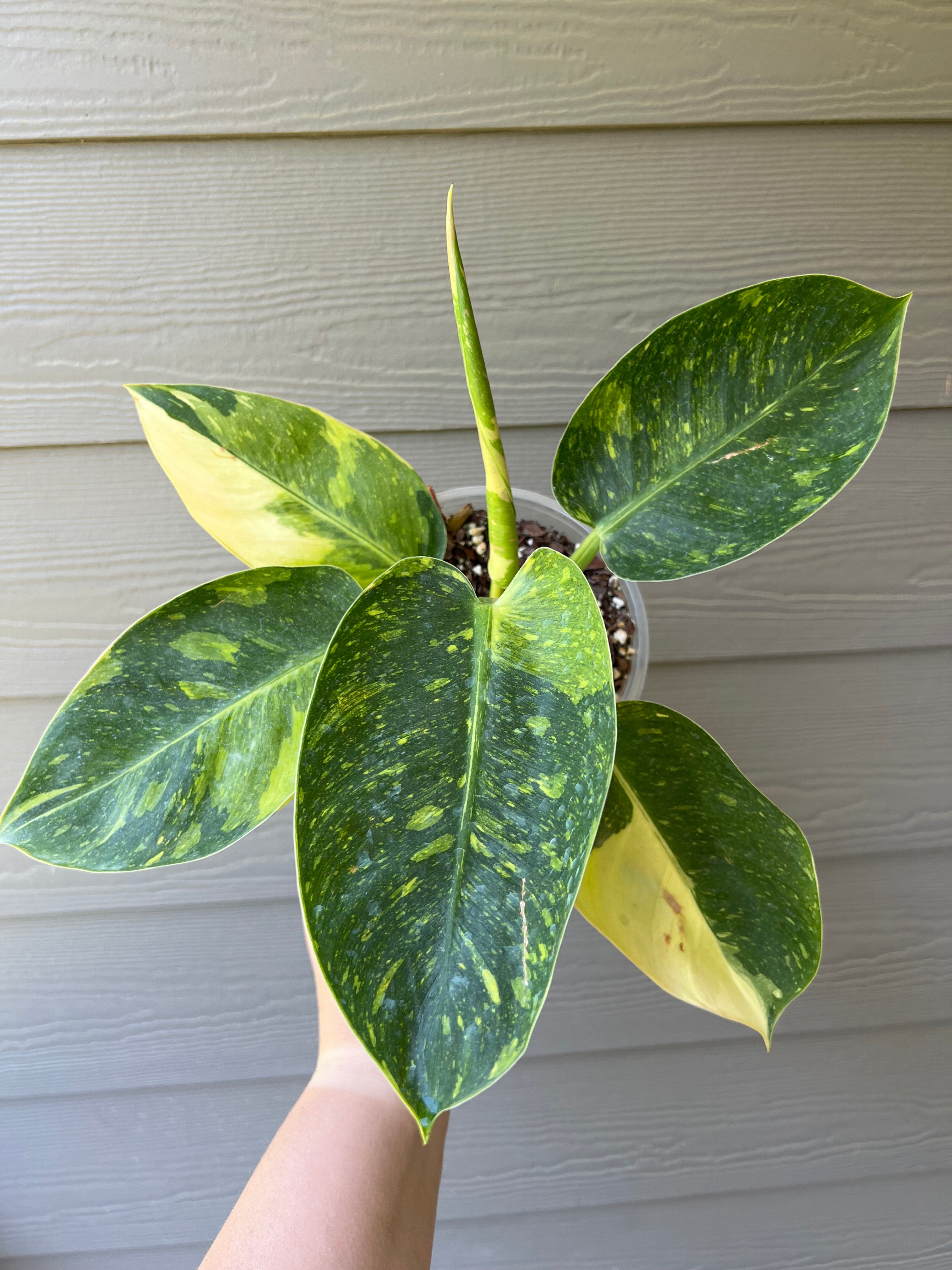 Philodendron Green Congo – The Planted Bean
