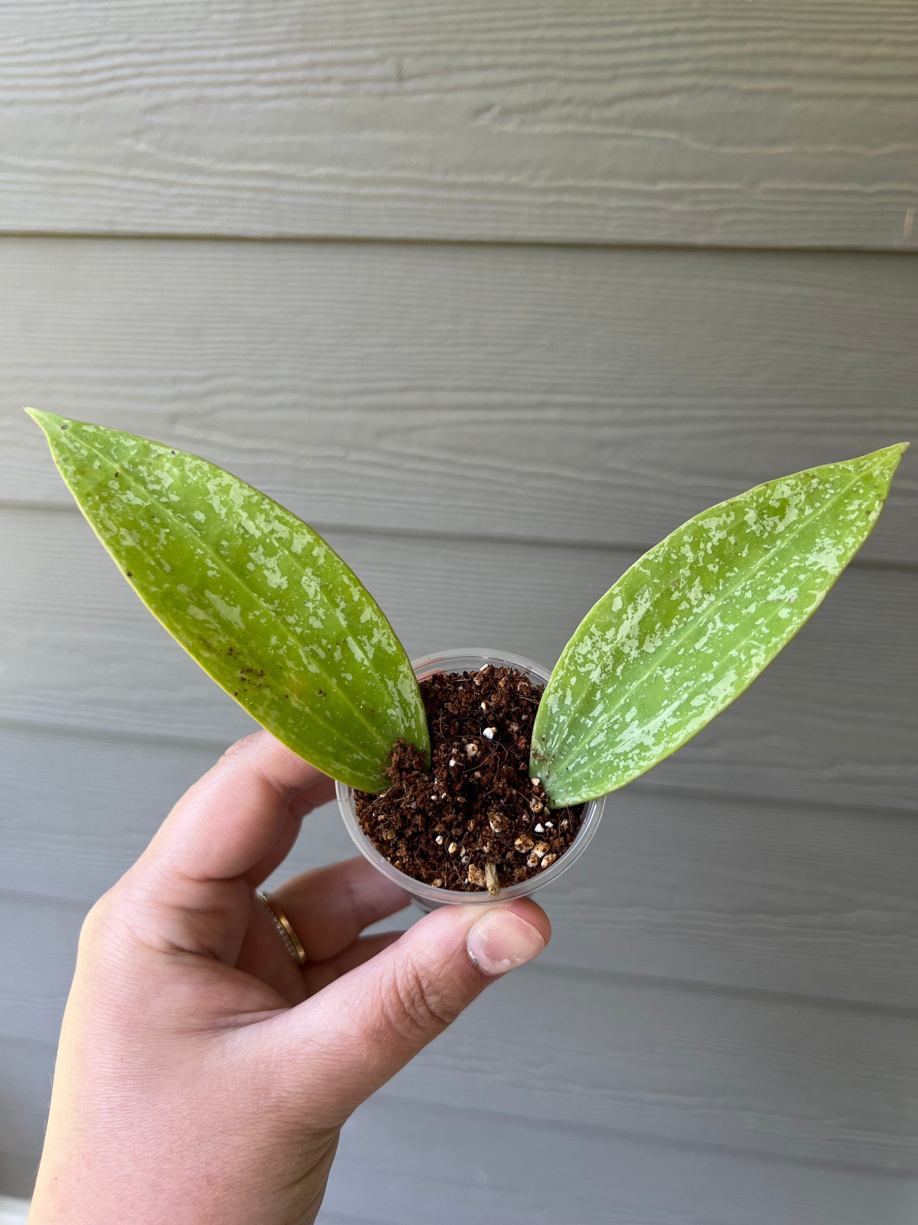 hoya rangsan cutting (growers choice) – The Planted Bean